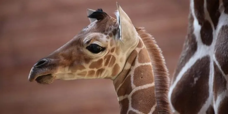 Nye fotos: Se Zoos søde, to dage gammel giraf - Avisen.dk