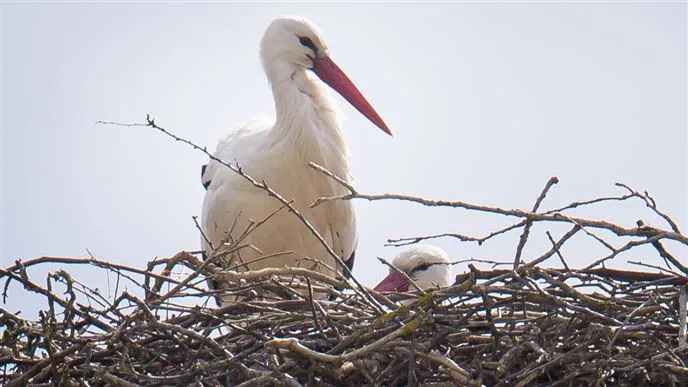 Live-tv: Kom helt tæt på storkereden - Avisen.dk