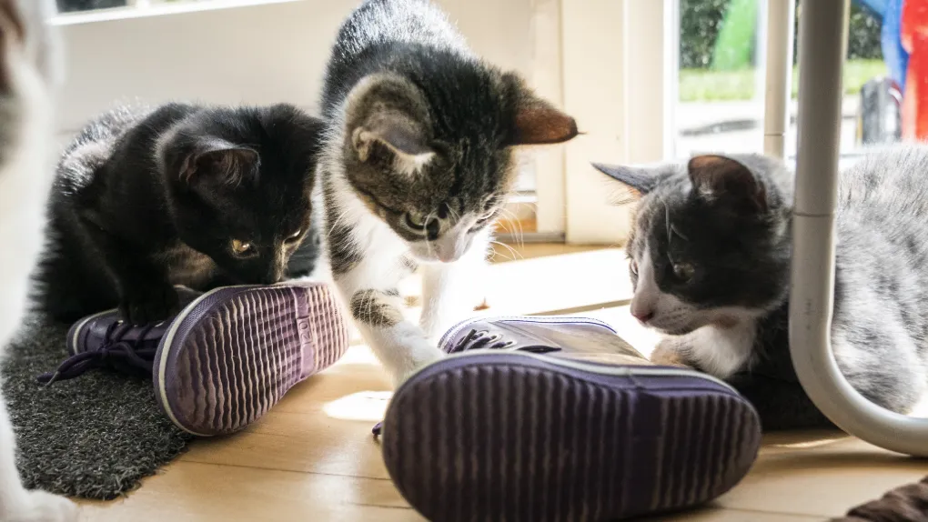 Designhuset Paustian begærer sig konkurs - Avisen.dk